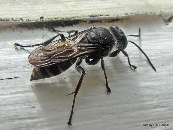 Critter of the Week: The Mason Wasp | A Gallery from Afternoons | RNZ ...