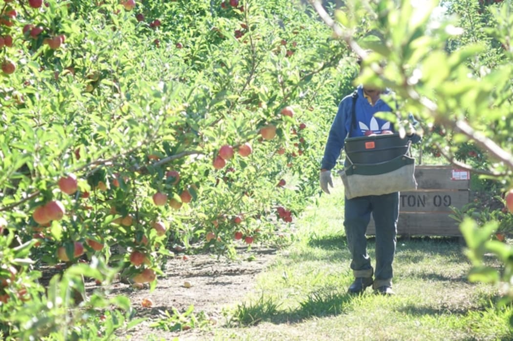Relief for Tongan RSE workers | RNZ News Relief for Tongan RSE workers | RNZ News