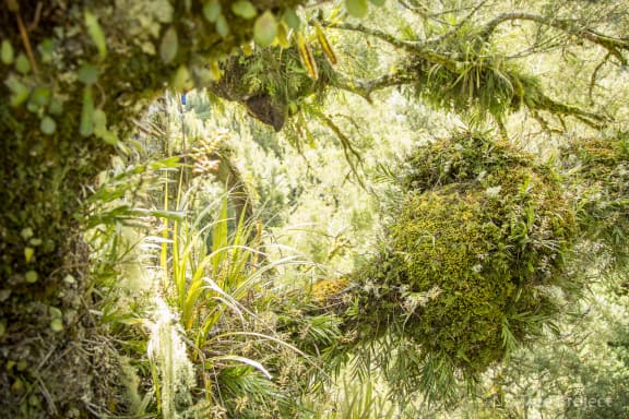 NZ Tree Project | A Gallery from Afternoons | RNZ National