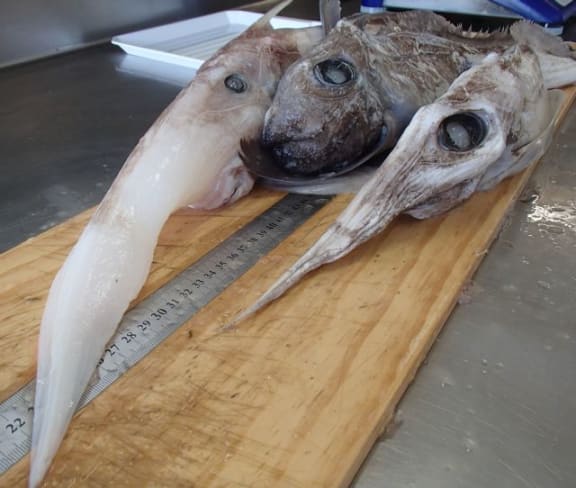 Spookfish and Other Deep Sea Sharks | RNZ