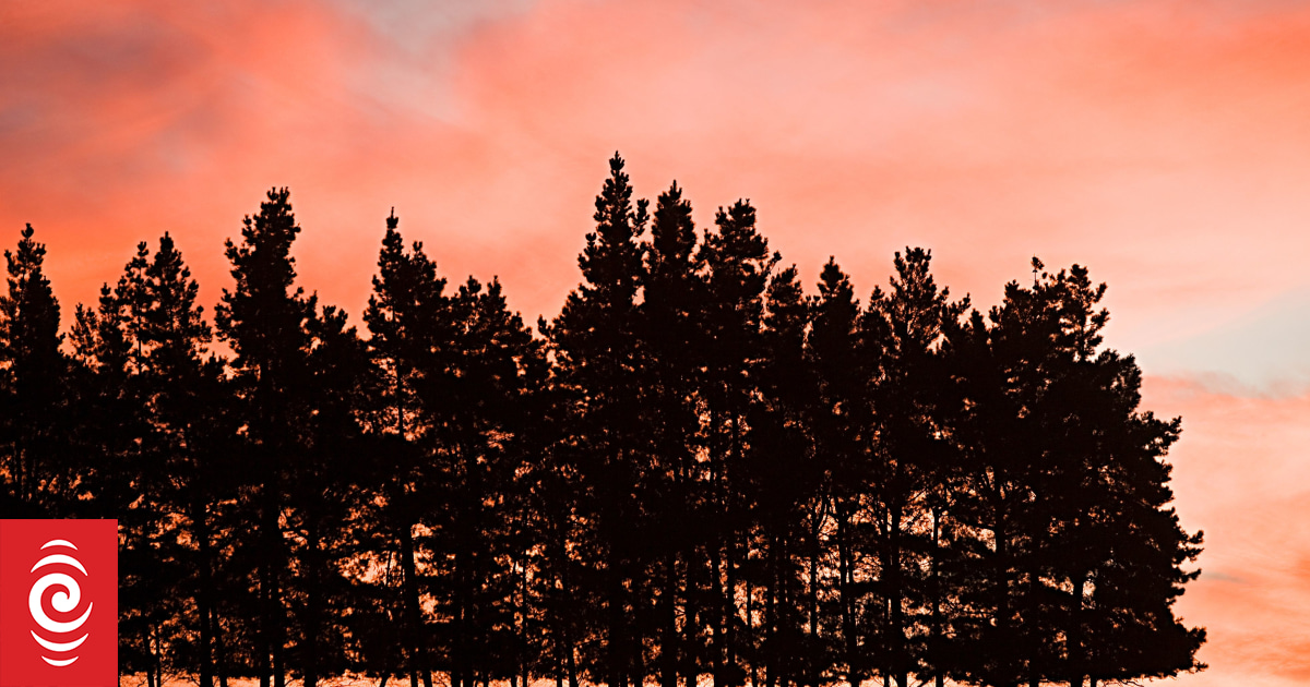 Trees trump sheep and beef - advocate | RNZ News