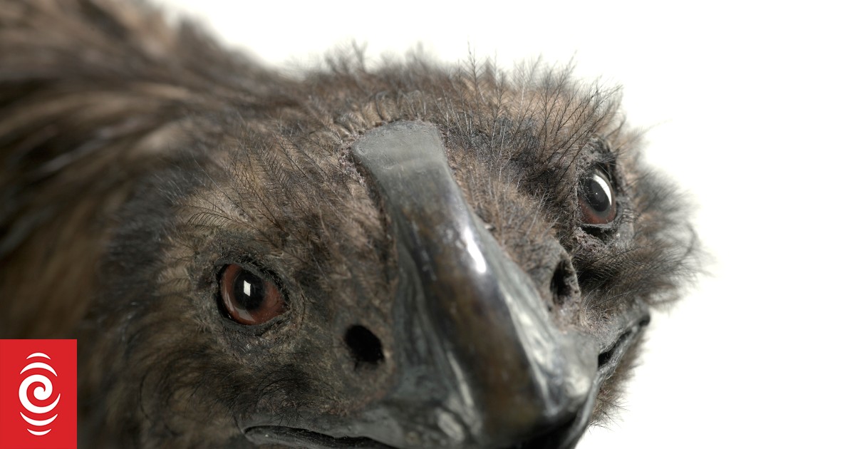 Moa sightings: from the incredible to the... credible? | RNZ