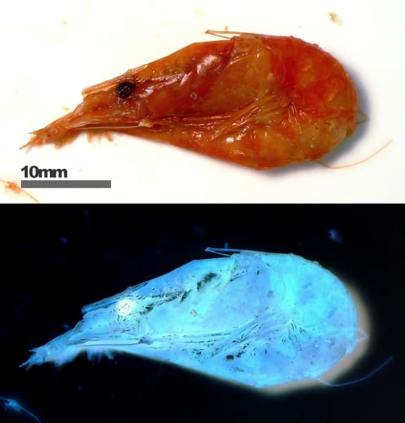 Matthew Jones - deep sea food webs in New Zealand waters | A Gallery ...