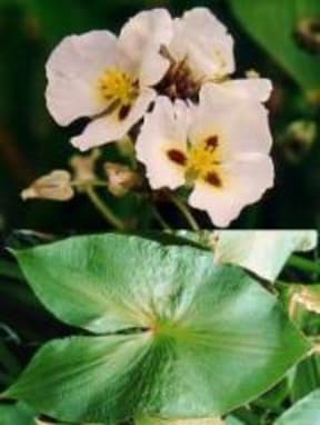 Invasive arrowhead weed discovered in Tauranga | RNZ News
