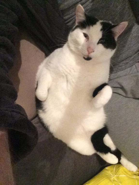 cats | A Gallery from Nine To Noon | RNZ National