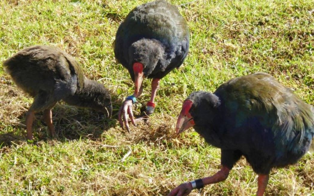 Four takahē shot in pūkeko cull | RNZ News