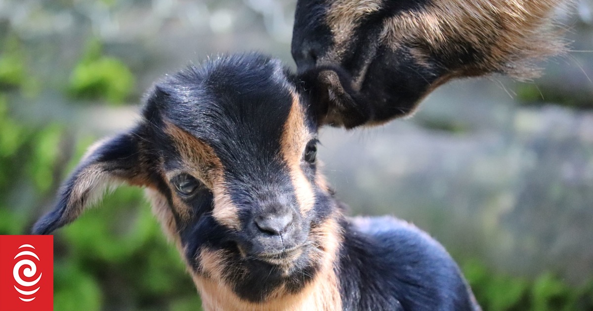 Meet rare and friendly animals at Staglands, Upper Hutt | RNZ