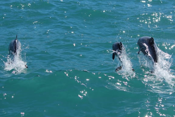 Dolphins | A Gallery from Afternoons | RNZ National