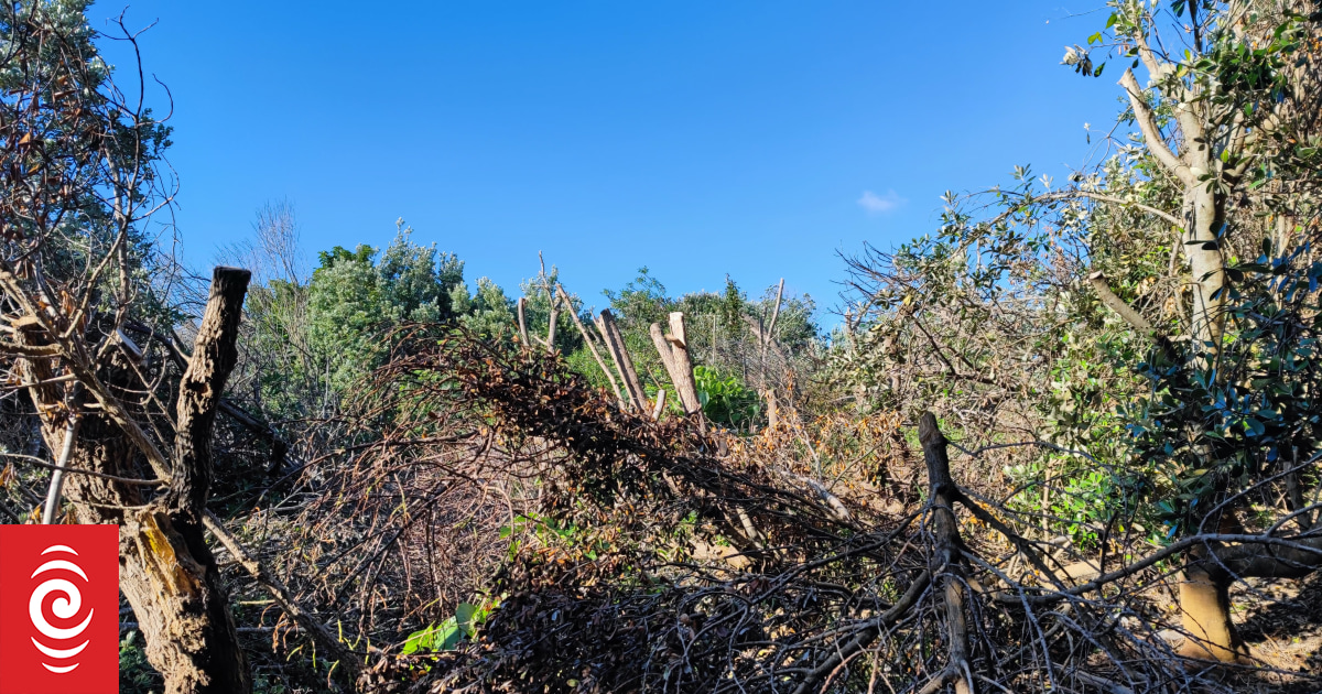 Tree vandalism on the rise in Auckland | RNZ News