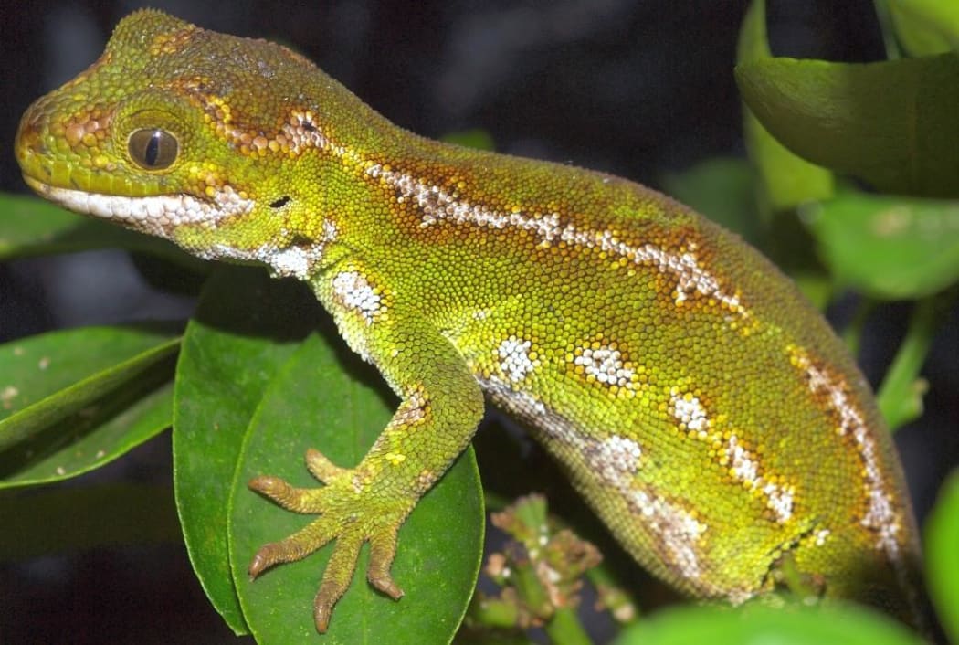 Smuggled native jewelled geckos back in NZ | RNZ News