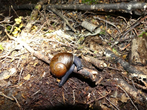 Tracking native snails | A Gallery from Afternoons | RNZ National