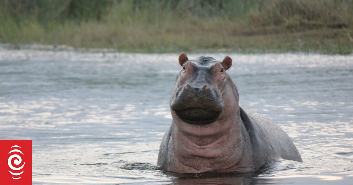 Africa: hippo attacks river travellers, kills one in Malawi | RNZ