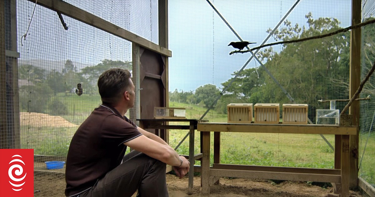 New Caledonia crows learn to use tools | RNZ
