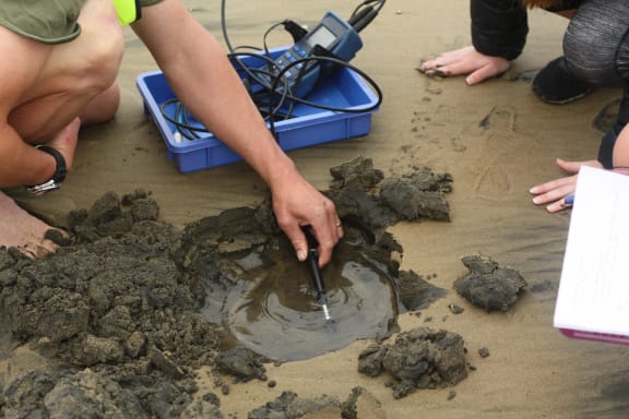 Toheroa past and present | A Gallery from Nine To Noon | RNZ National