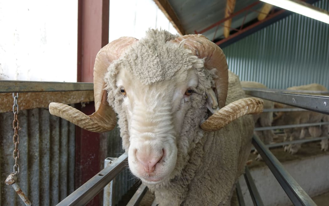 NZ Merino lifts profit | RNZ News