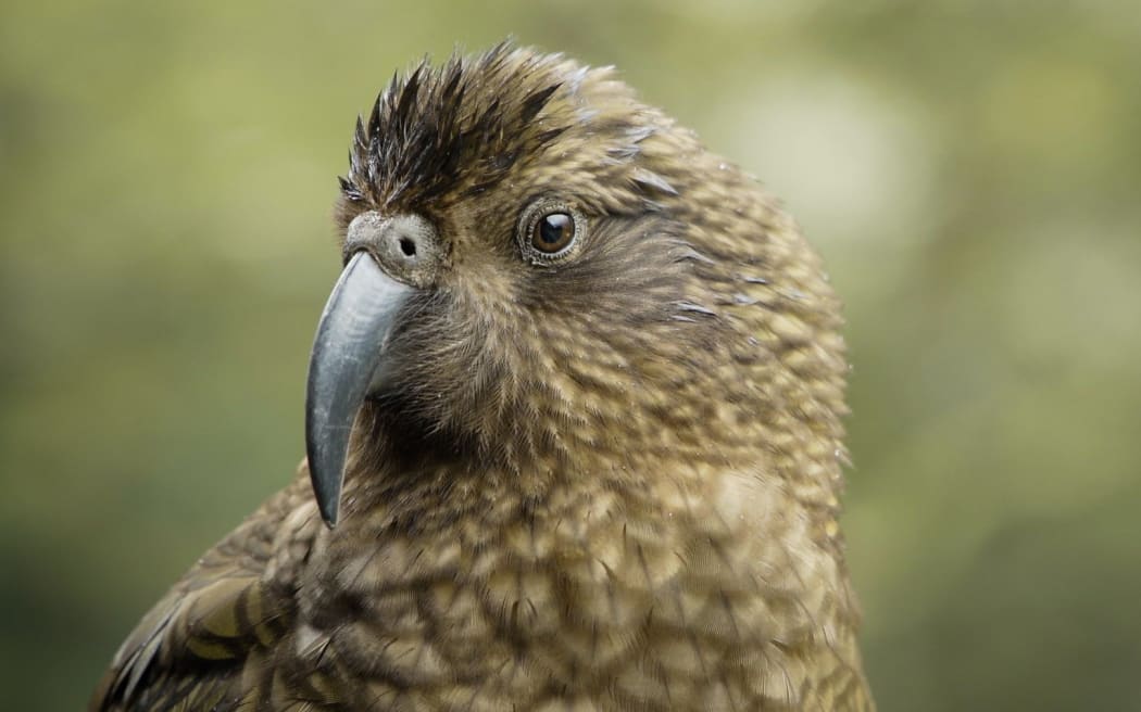 Kea conflict in South Westland, investigation underway to mitigate ...