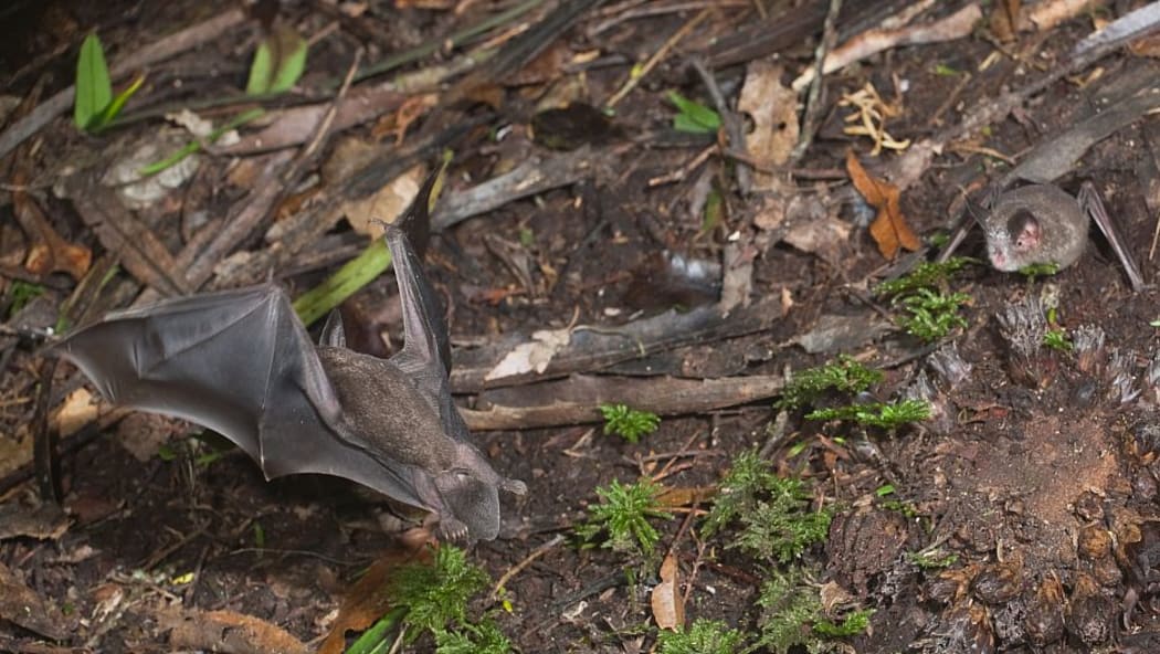 Short-tailed Bats and a Conservation Dilemma | RNZ
