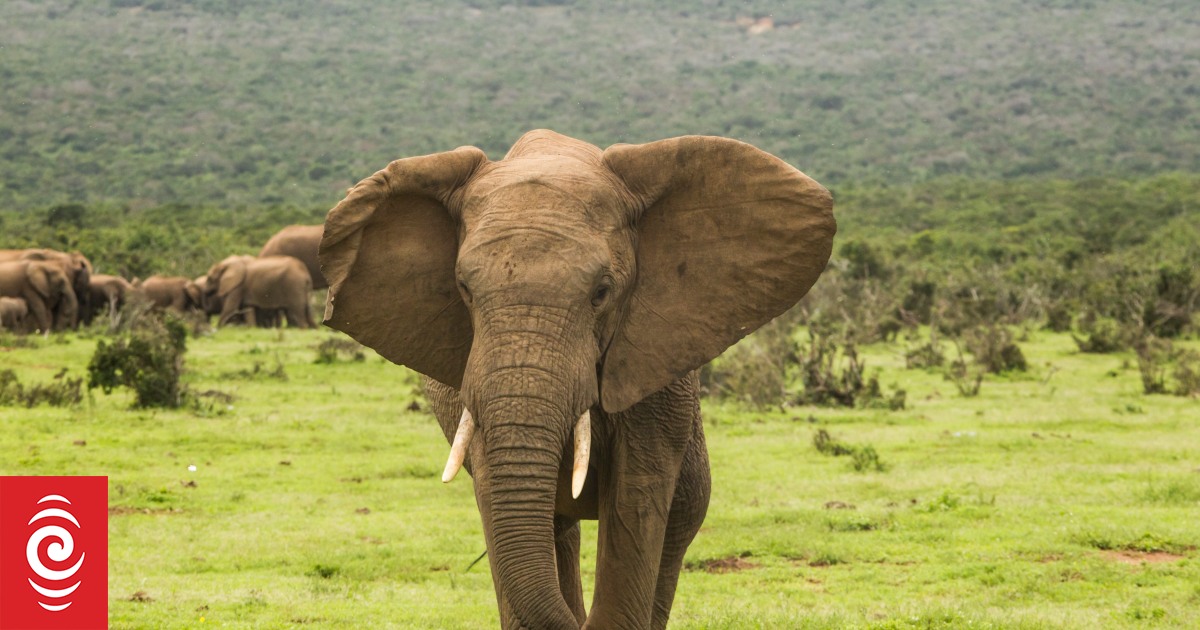 Botswana considers using elephant meat for pet food | RNZ News