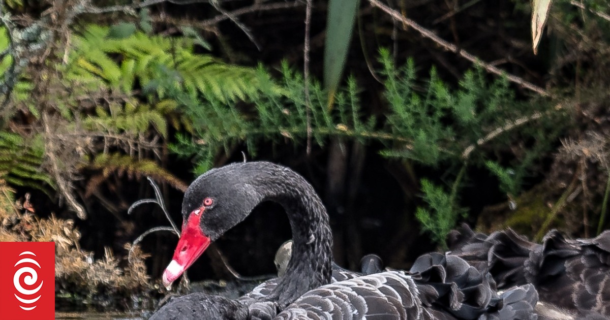 A male swan shot with an arrow is treated, returned to family | RNZ
