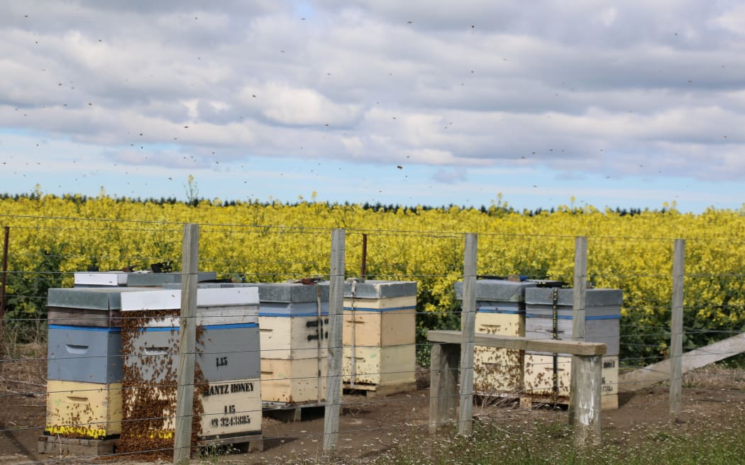 On the Farm - a wrap of farming conditions around NZ | RNZ