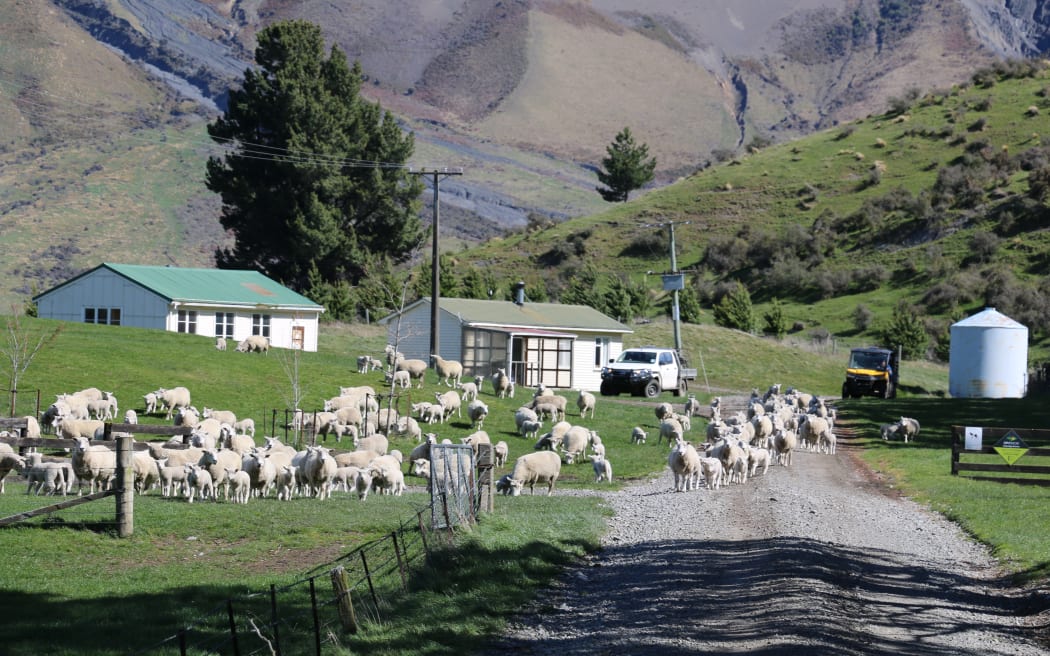 School leavers grow into hardy shepherds on high-country cadet farm | RNZ
