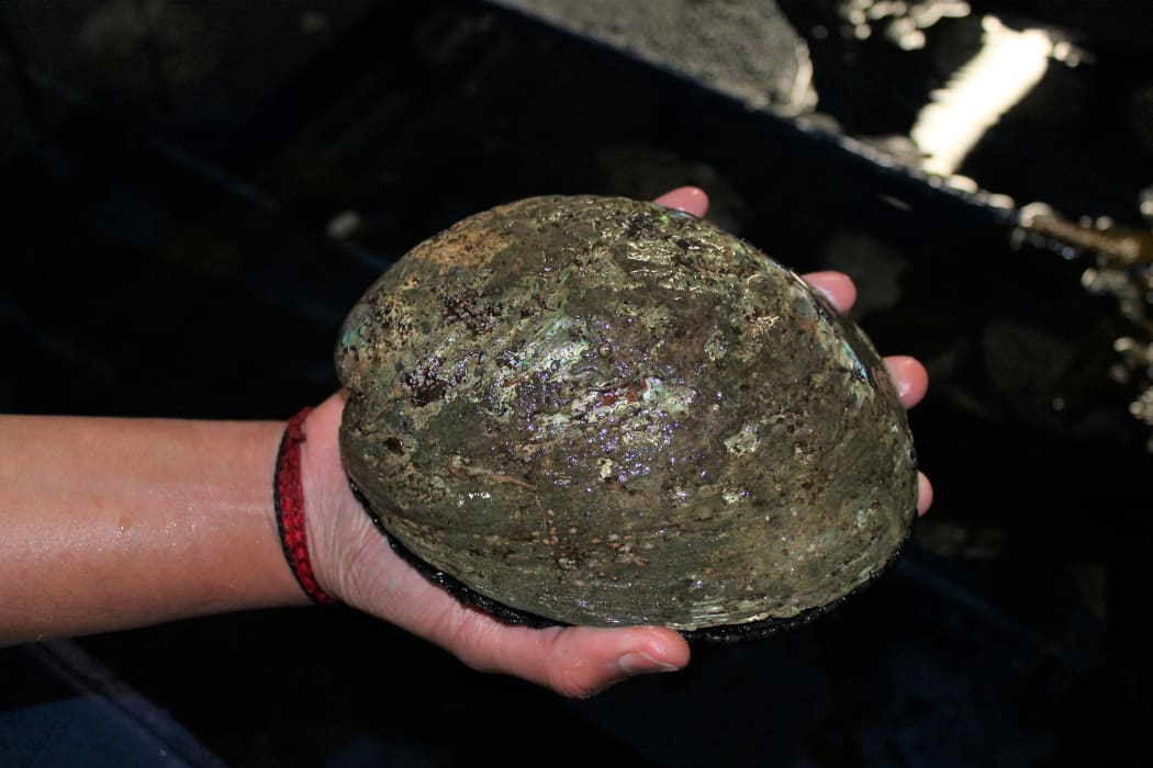 Farming Pāua - the black pearl of the ocean | RNZ