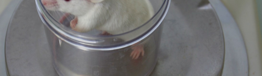 Animal rights groups looking for new homes for lab mice | RNZ News