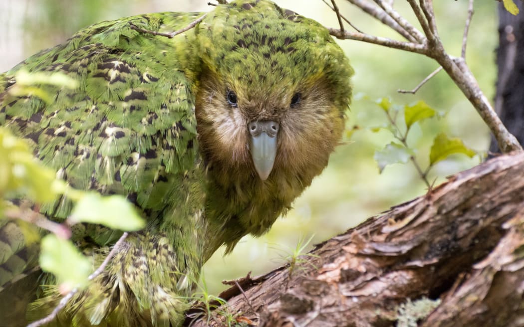 What scientists just discovered about NZ’s critically-endangered kākāpō ...