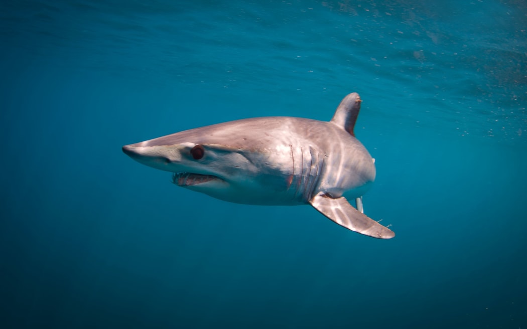 Shark activity explained with Dr Riley Elliott | RNZ