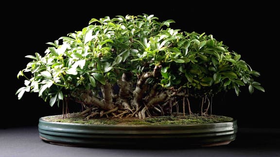 How the art of bonsai made this YouTuber famous | RNZ