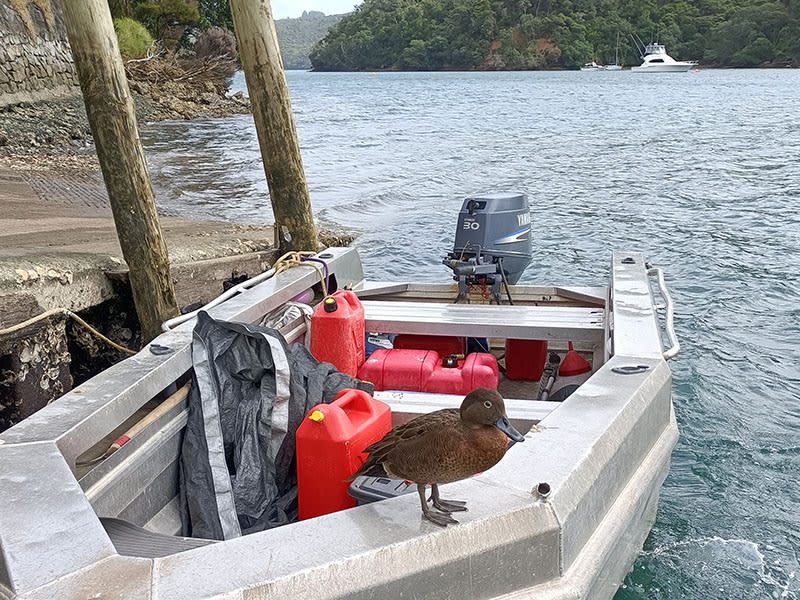 Scenes from Aotea Great Barrier Island | A Gallery from Nine To Noon ...