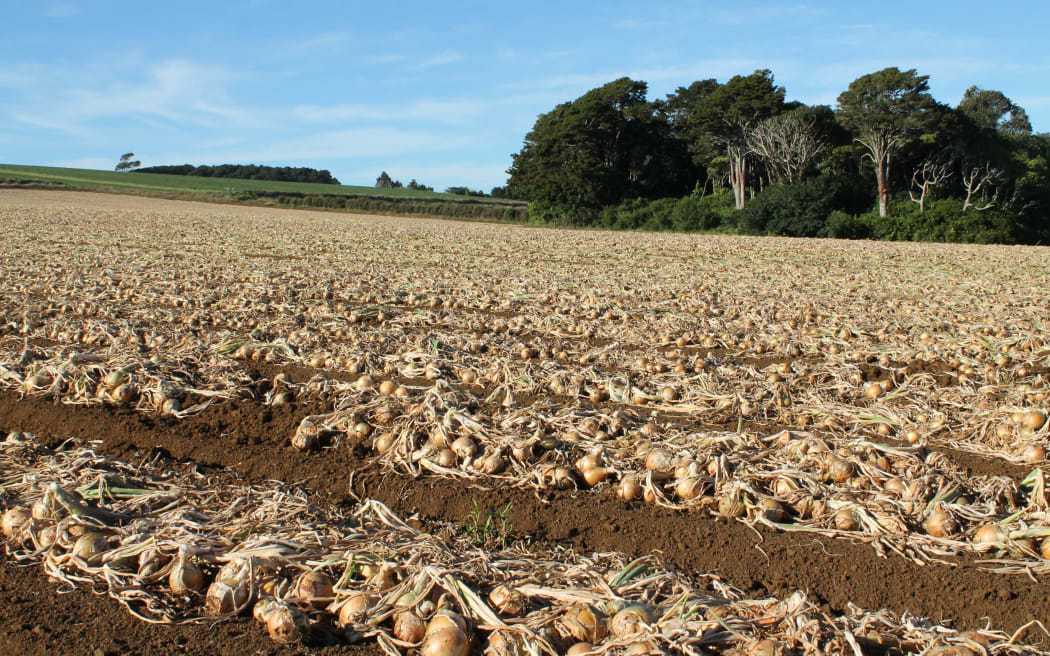 On the Farm - a wrap of farming conditions around NZ | RNZ