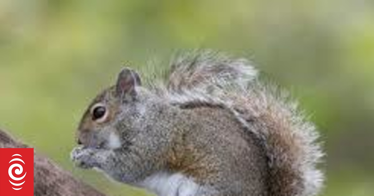 $2-00 Banksy, moonmoons & support squirrels | RNZ