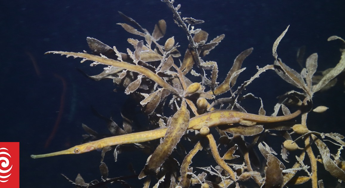 Critter of the Week: Long-snouted pipefish | RNZ
