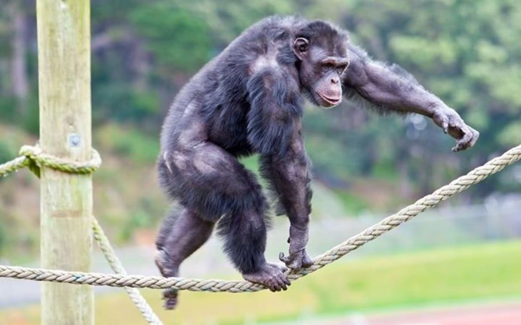 Wellington Zoo chimp dies after fight | RNZ News