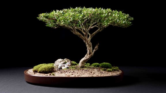 How the art of bonsai made this YouTuber famous | RNZ