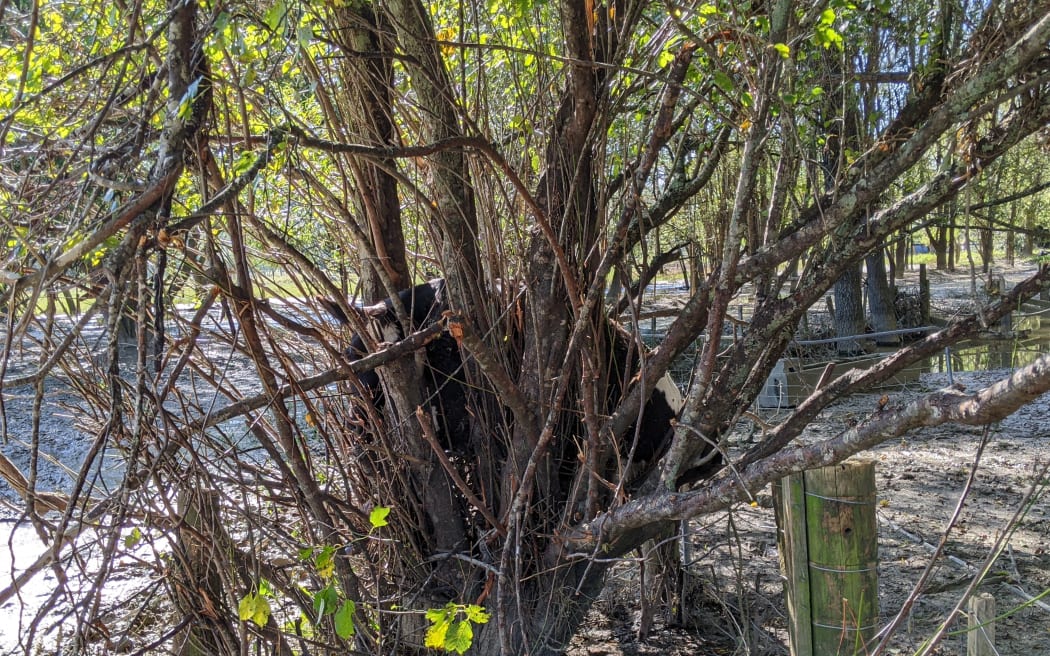 Cyclone Gabrielle: Cows on Gisborne farm were swimming to safety, but ...