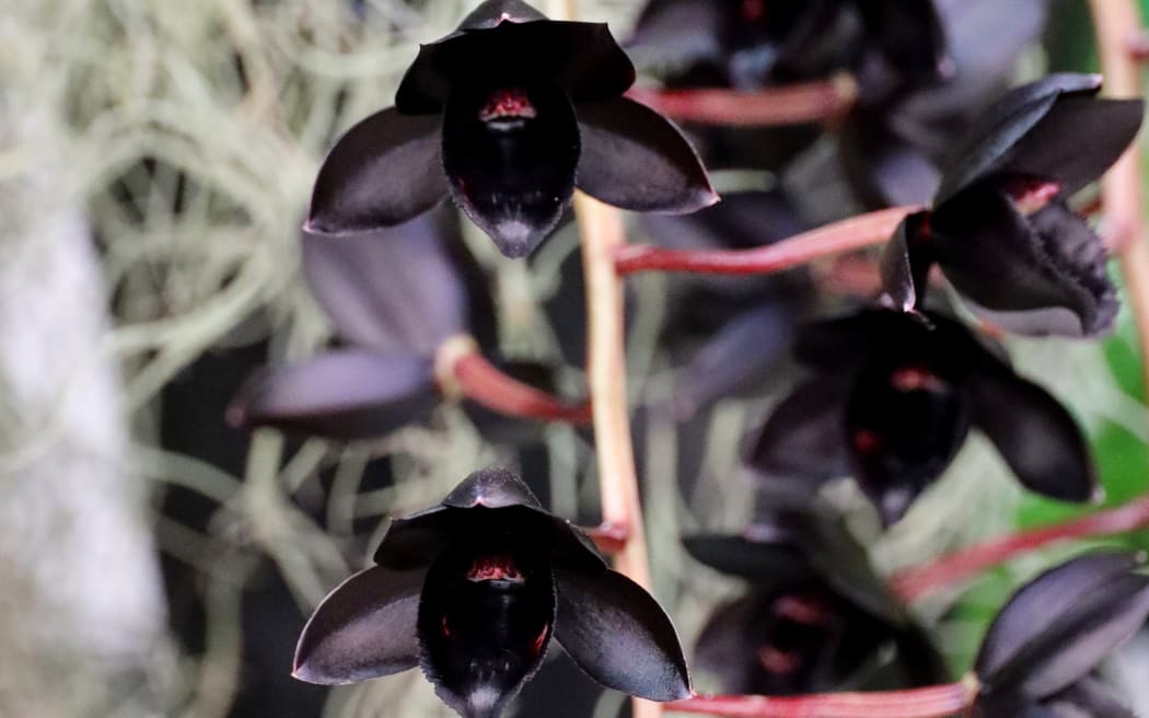 The creator of the illusive 'black orchid' | RNZ