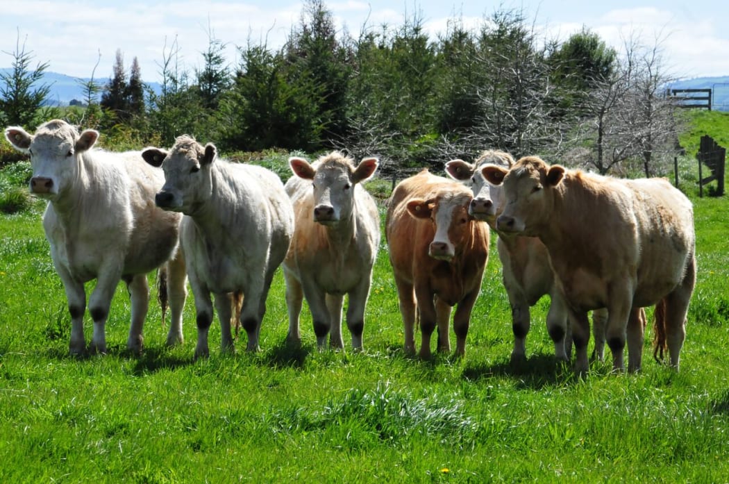 Beef and sheep exports to pass $4 billion mark for first time | RNZ News