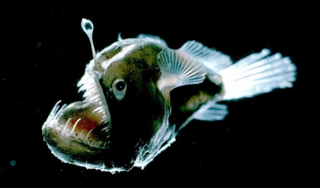 Bioluminesence in the ocean's depths | RNZ