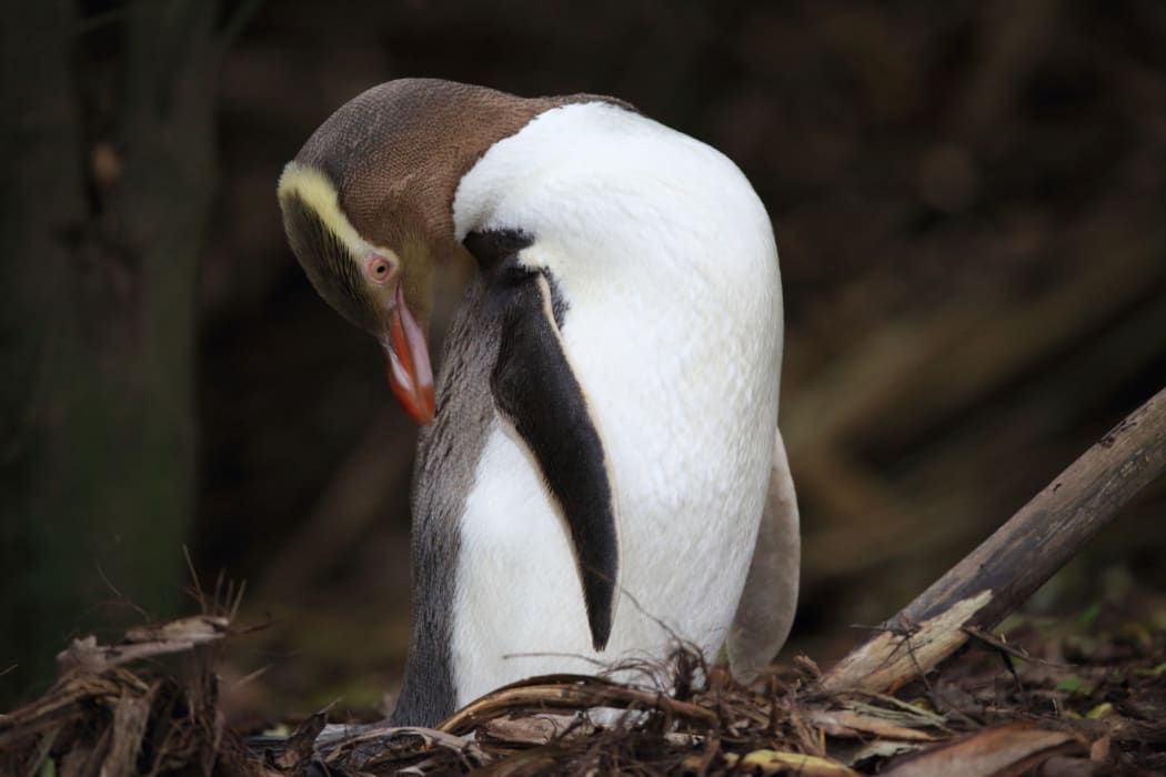 Plan unveiled to boost struggling yellow-eyed penguins | RNZ News