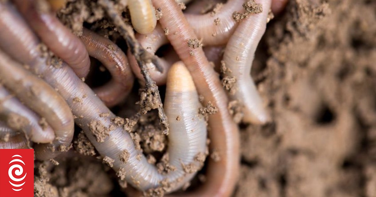 National worm survey under way | RNZ News