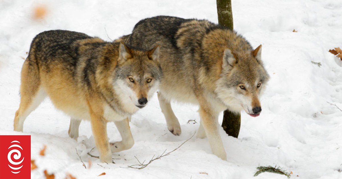 Denmark gets its first wolf pack in 200 years | RNZ News
