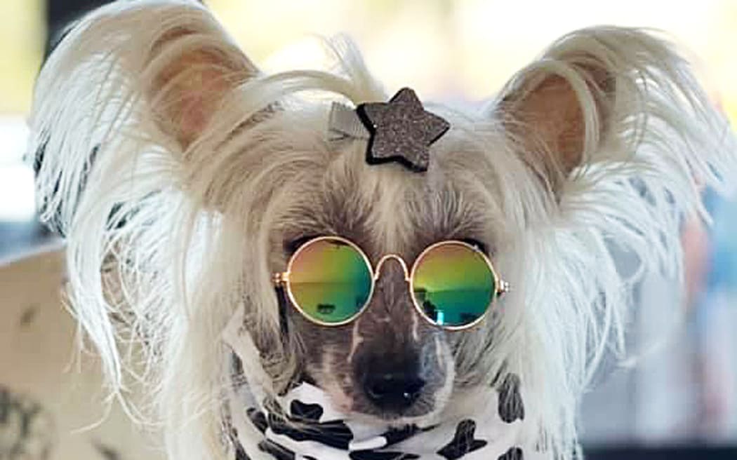 Dogs to hit the runway in first-ever canine fashion show in ...