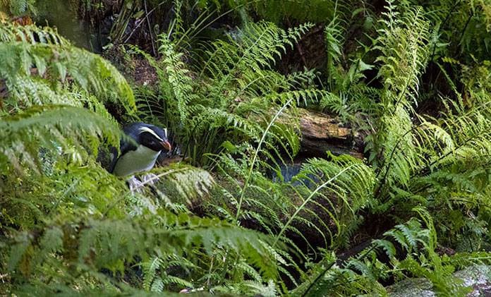 Critter of the Week: the Fiordland Crested Penguin/Tawaki | RNZ