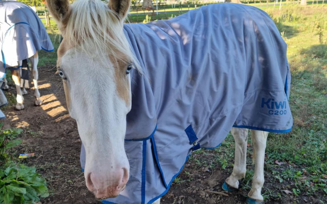 Will the horse Slim Shady please stand up? Napping stallion has locals ...