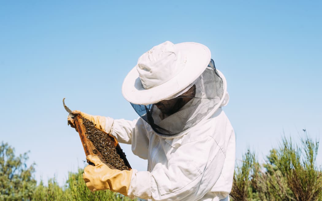 Number of beehives fall as beekeepers produce 22,000 tonnes of honey in ...