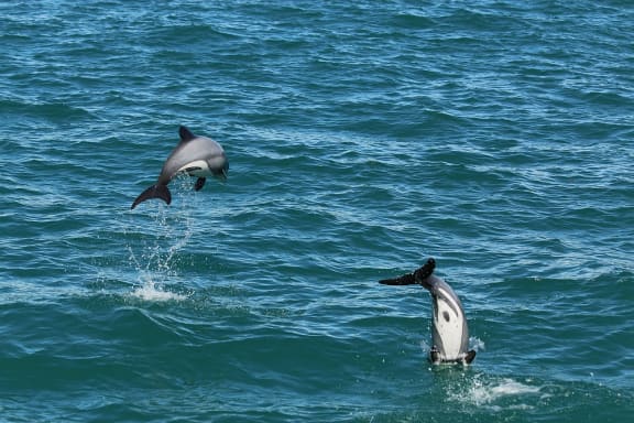 Dolphins | A Gallery from Afternoons | RNZ National