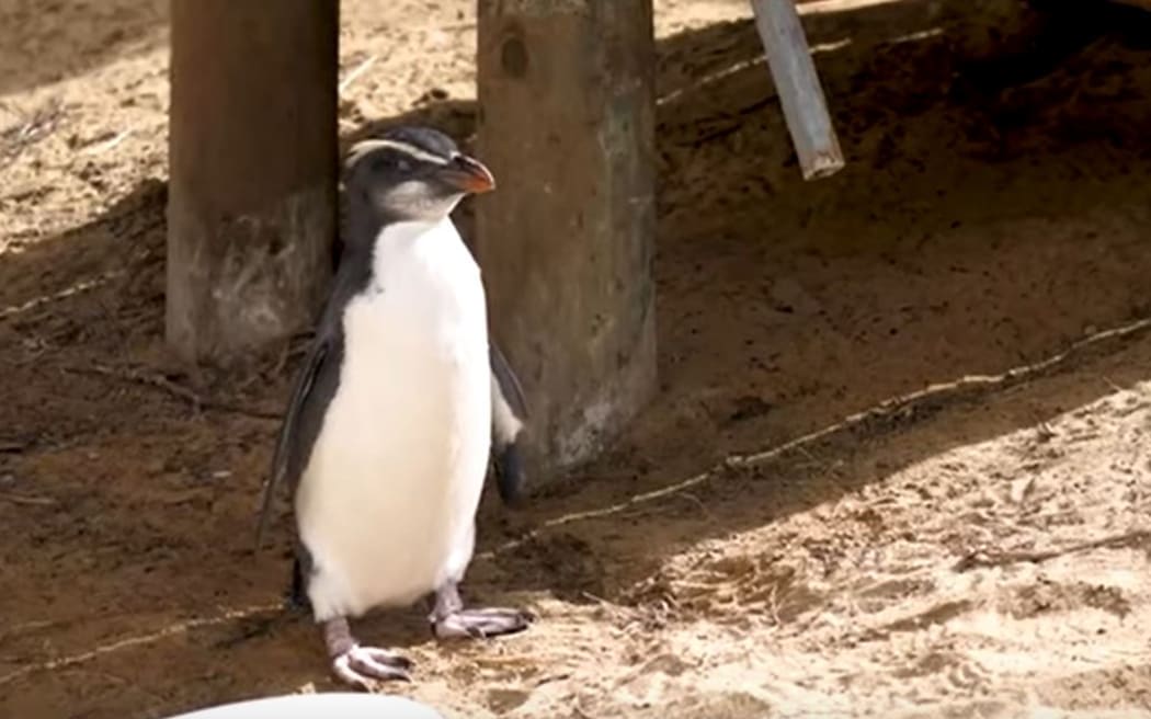 Once-starved Fiordland penguin ended up in Australia - now ...