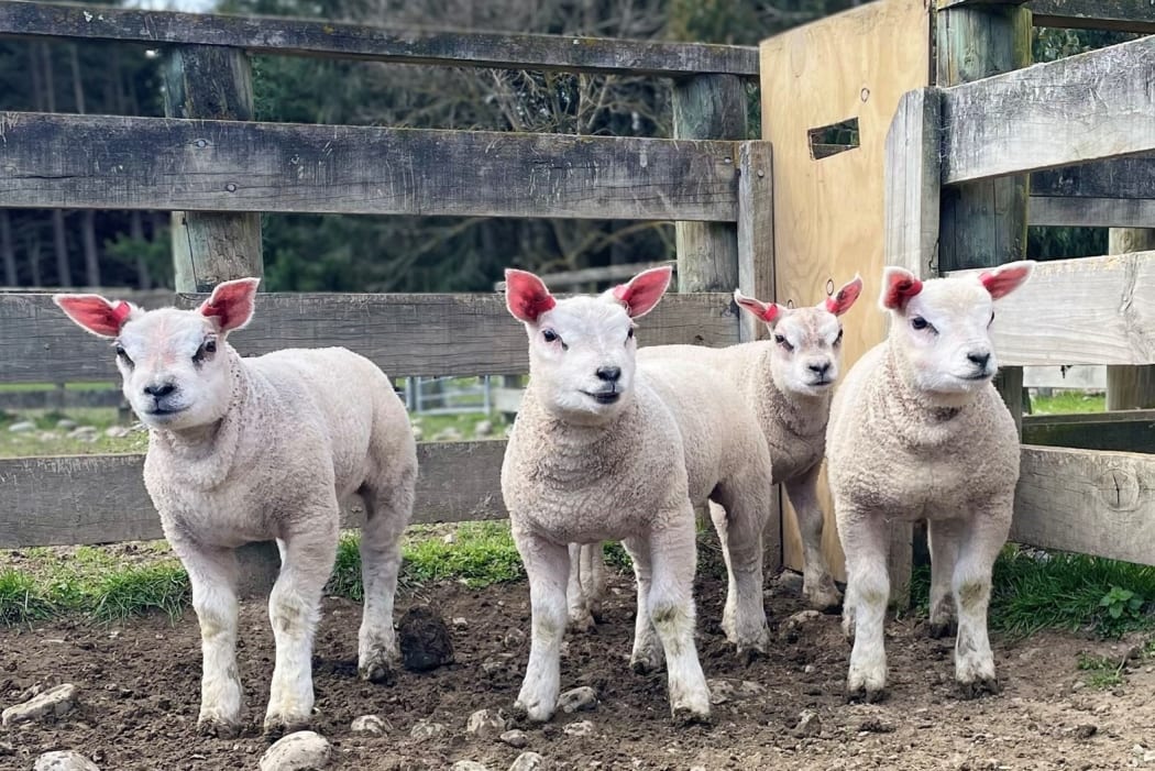 Double-muscled sheep breed offers meaty gains | RNZ